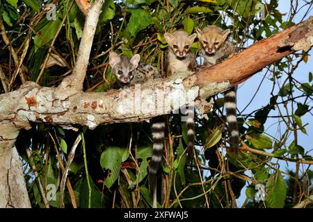 Common genet (Genetta genetta) juveniles in tree, Togo. Controlled ...