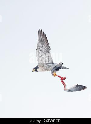 Peregrine falcon Falco peregrinus carrying pigeon prey Stock Photo - Alamy