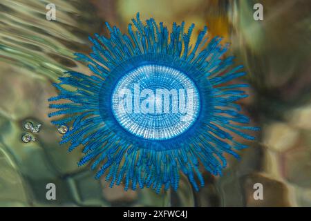 Blue-button, Porpita porpita, from the Philippines Stock Photo - Alamy