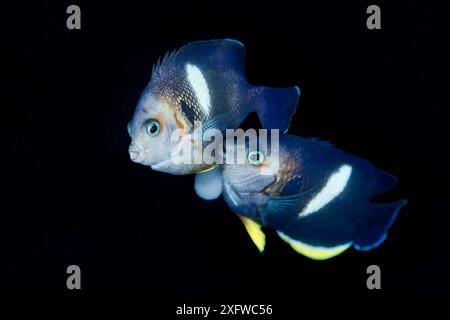 Keyhole angelfish (Centropyge tibicen) North Sulawesi, Indonesia Stock ...