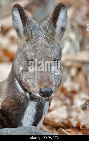 Siberian musk deer (Moschus moschiferus) fawn, Irkutsk, Russia. June ...