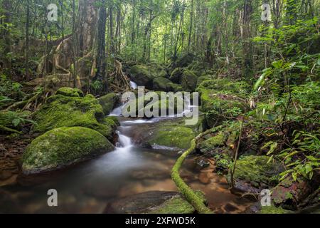Primary lowland rainforest landscape with fast flowing river, Masoala ...