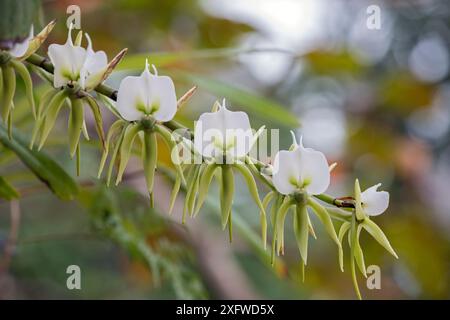 Orchids (Angraecum sp) flowering, tropical lowland rainforest. Masoala ...
