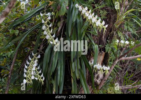 Orchids (Angraecum sp) flowering, tropical lowland rainforest, Masoala ...