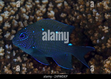 Giant damselfish (Microspathodon dorsalis), San Agustin Bay, Huatulco ...