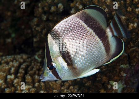 Threebanded butterflyfish (Chaetodon humeralis), San Agustin Bay ...
