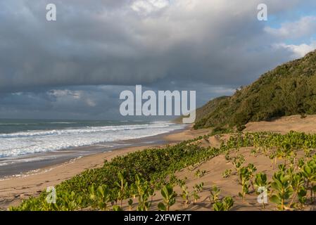 Dunes with Ink / Beach berry (Scaevola plumieri) Cape Vidal ...