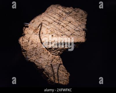 bone engraved with deep engraving technique, horse hindquarter ...