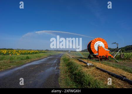 sprinkler irrigation system over sunflower field, Vals, Midi-Pyrénées ...