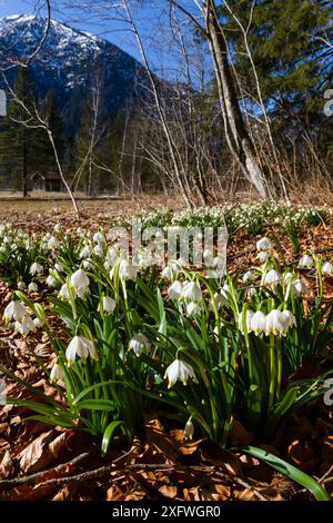 Spring Snowflake (Leucojum vernum) Plantae Stock Photo - Alamy