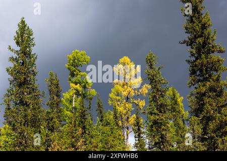 Trees in the upper reaches of the Lena River, Baikalo-Lensky Reserve ...