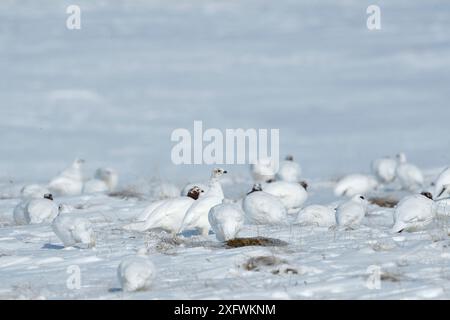 Willow ptarmigan (Lagopus lagopus) flock, Taymyr Peninsula, Siberia ...