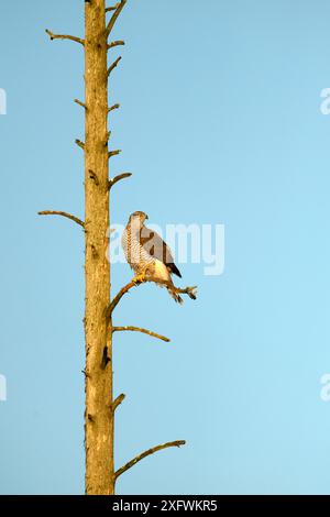Northern Goshawk (Accipiter gentilis). Russia Stock Photo - Alamy