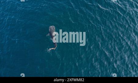 Whale shark (Rhincodon typus) Tadjourah Gulf, Djibouti Stock Photo - Alamy