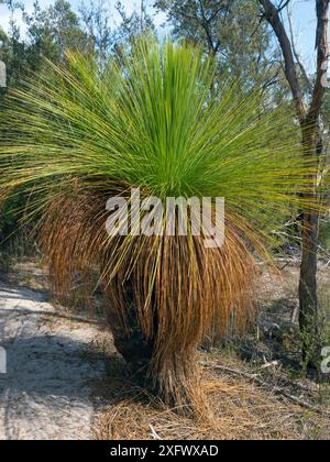 Grass-tree (Xanthorrhoea australis) Tasmania, Australia Stock Photo - Alamy