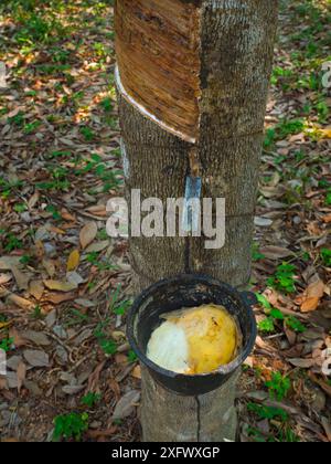 Rubber tree (Hevea brasiliensis) tapping with bucket full of latex ...