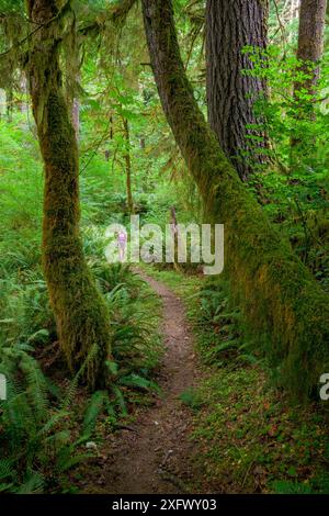 The Queets River in Olympic National Park, captured by Robert Van Pelt ...