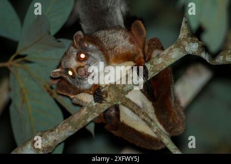 Common giant flying squirrel (Petaurista petaurista) at night, Namdapha ...