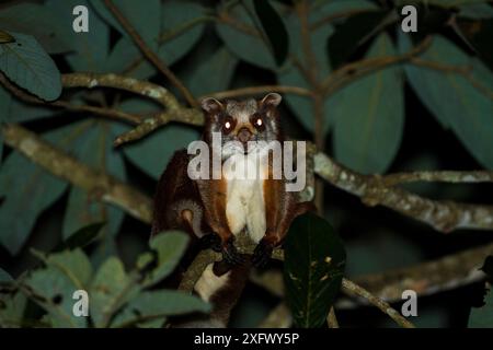 Common giant flying squirrel (Petaurista petaurista) at night, Namdapha ...