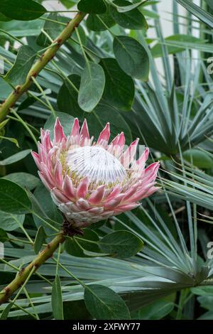 King Protea (Protea cynaroides) Plantae Stock Photo - Alamy