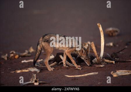 Common jackal (Canis aureus) Sahara, Niger Stock Photo - Alamy