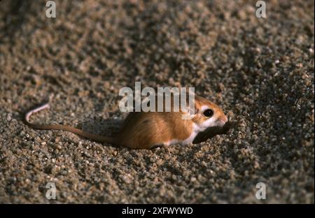 Hairy footed gerbil (Gerbillus latastei) in Sahara Desert Stock Photo ...