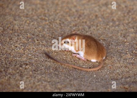 Hairy footed gerbil (Gerbillus latastei) in Sahara Desert Stock Photo ...