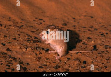 Sundevall's jird, Meriones crassus Stock Photo - Alamy