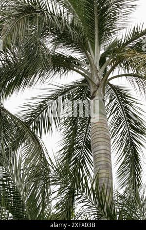 Palmiste marron (Pseudophoenix lediniana) palm tree in tropical forest ...