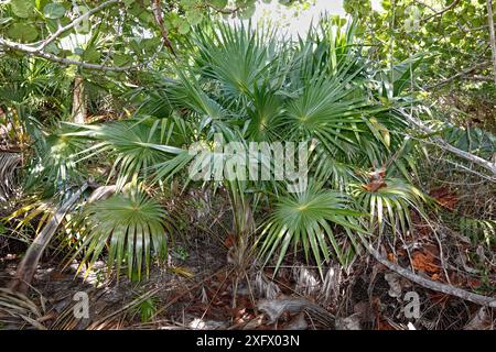 Key Thatch Palm (Leucothrinax morrisii) Plantae Stock Photo - Alamy