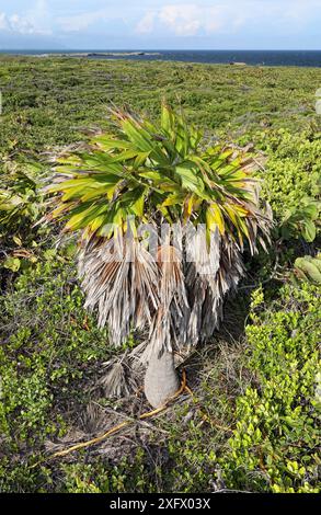 Green thatch palm (Thrinax radiata), Hispaniola Stock Photo - Alamy
