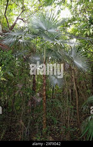 Lesser Antilles silver thatch palm (Coccothrinax barbadensis) fruits ...