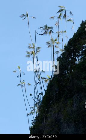 Hispaniola silver thatch palm (Coccothrinax argentea) leaf, Hispaniola ...