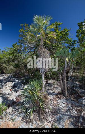 Hispaniola silver thatch palm (Coccothrinax argentea) leaf, Hispaniola ...