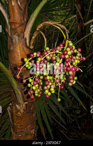 Silver thatch palm (Coccothrinax barbadensis) growing in tropical ...