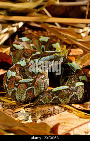 Butterfly / Rhinoceros viper (Bitis nasicornis) in leaf litter. Captive ...