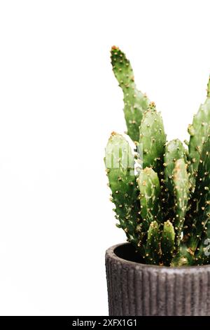 Cactus front view in grey ceramic pot isolated on white background ...