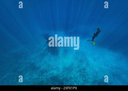 Scuba diver and Humpback Whales (Megaptera novaeangliae), open Pacific ...