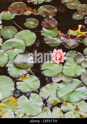 pond overgrown by yellow water-lily leaves in forest in sunny summer ...