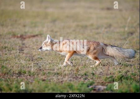 Corsac fox (Vulpes corsac) Mongolia September Stock Photo - Alamy