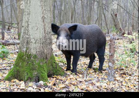 Wild boar (Sus scrofa) Irkutsk, Siberia, Russia. October Stock Photo ...