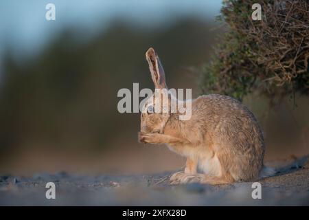 Tolai hare (Lepus tolai) grooming face, Gobi Desert, Mongolia. June ...