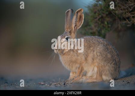 Tolai hare (Lepus tolai) Gobi Desert, Mongolia. June Stock Photo - Alamy