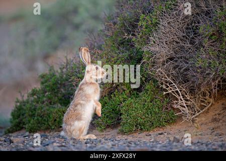 Tolai hare (Lepus tolai) Gobi Desert, Mongolia. June Stock Photo - Alamy