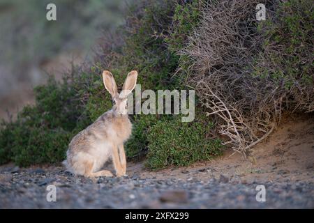 Tolai hare (Lepus tolai) Gobi Desert, Mongolia. June Stock Photo - Alamy