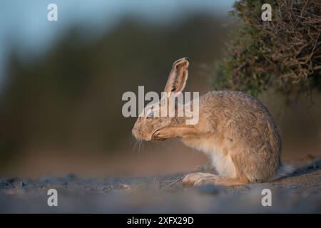 Tolai hare (Lepus tolai) grooming face, Gobi Desert, Mongolia. June ...