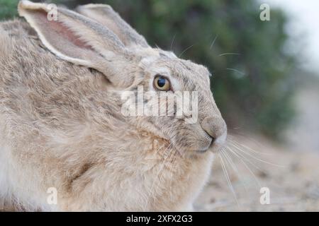 Tolai hare (Lepus tolai) Gobi Desert, Mongolia. June Stock Photo - Alamy