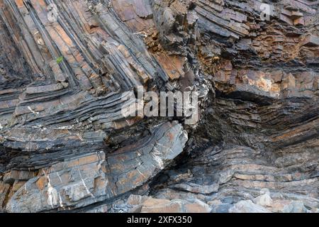 Recumbent folds in Carboniferous age sandstones and Shale (Bude ...