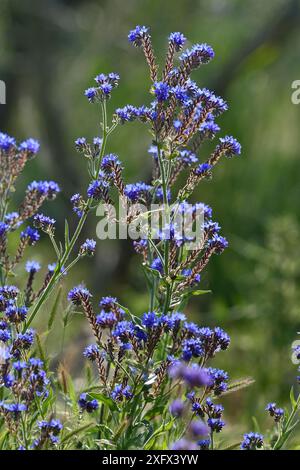 Common bugloss / alkanet (Anchusa officinalis). Danube Delta, Romania ...