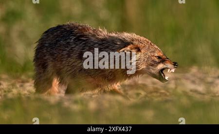 Golden Jackal (Canis aureus) snarling in aggressive posture, Danube Delta, Romania Stock Photo ...